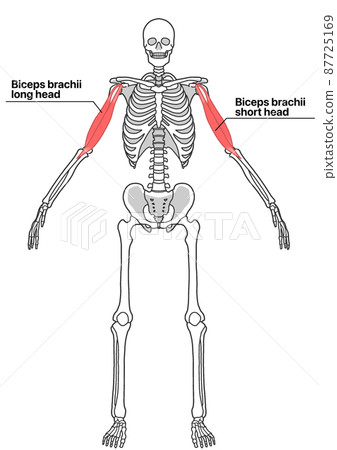 Human whole body skeleton and biceps brachii... - Stock Illustration ...