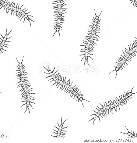 Seamless pattern of monochrome centipede... - Stock Illustration ...