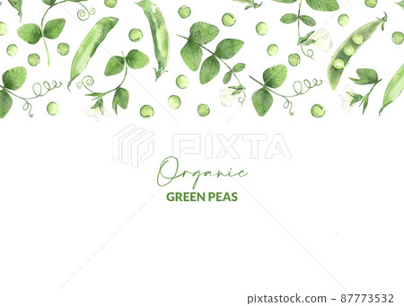 Border with watercolor pea pods and blossom.... - Stock Illustration ...