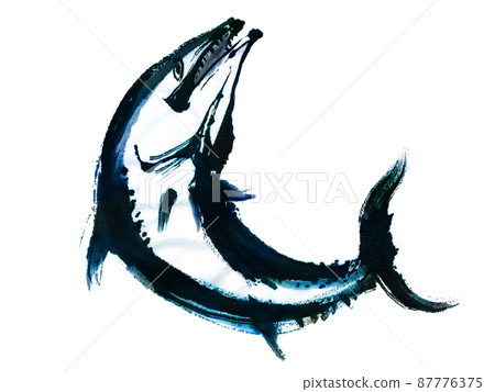 Spanish mackerel, sagoshi, spring fish,... - Stock Illustration ...