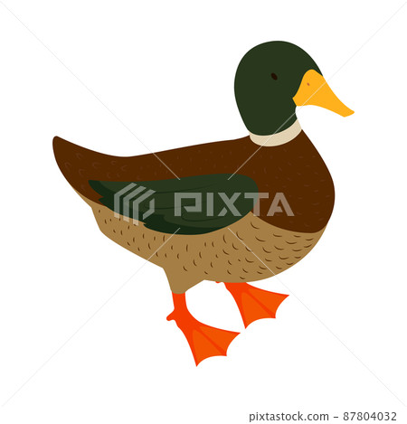 Poultry Farm Drake Composition-插圖素材 [87804032] - PIXTA圖庫