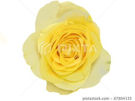 Rose Ilios - Stock Illustration [87804135] - PIXTA