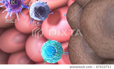 3D medical illustration of T cells: helper T... - Stock Illustration ...