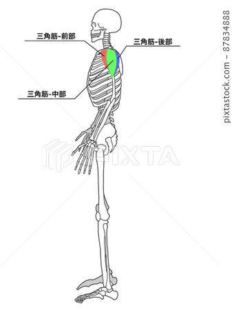 Human whole body skeleton and deltoid muscle... - Stock Illustration ...