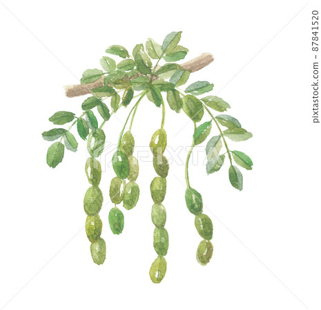 Sophorae Fructus fruit pod - Stock Illustration [87841520] - PIXTA