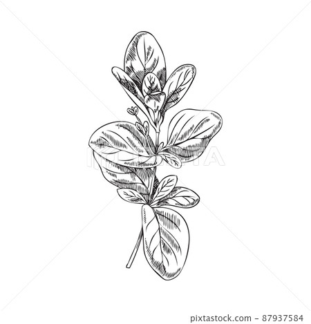 Marjoram Flower Drawing