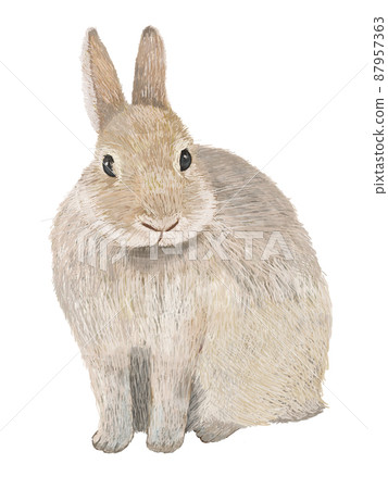 Brown rabbit sitting in front _ vertical - Stock Illustration [87957363 ...