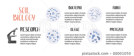 Soil biology. Soil microorganisms: bacteria,... - Stock Illustration ...