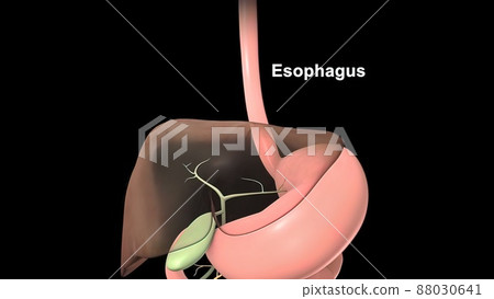Bile Human Digestive System Anatomy For Medical... - Stock Illustration ...