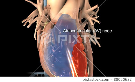 Heart Anatomy AV atrioventricular node For... - Stock Illustration ...