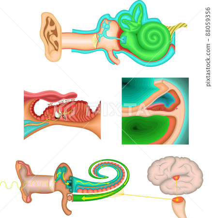 Auditory structure illustration - Stock Illustration [88059356] - PIXTA