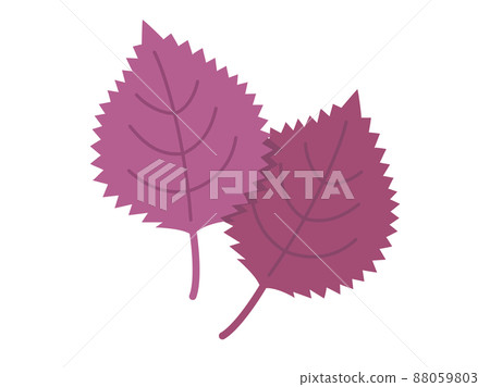 Illustration with the image of red perilla - Stock Illustration ...