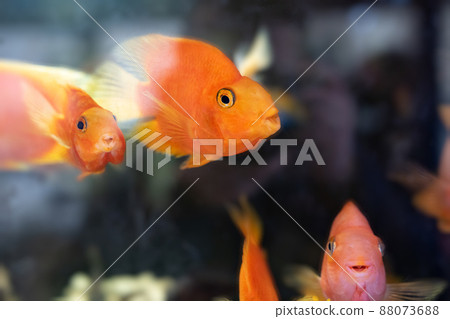 Top 10 Petsmart Fish, 42% OFF | www.pinnaxis.com