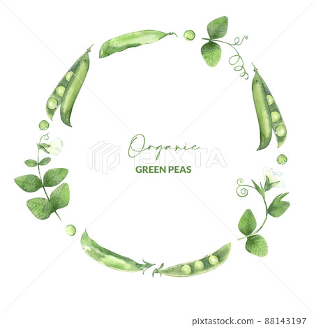 Round frame with watercolor green pea pods.... - Stock Illustration ...