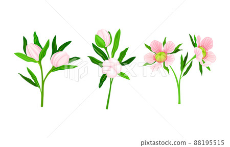 Blooming Manuka plants with pink flowers vector... - Stock Illustration ...