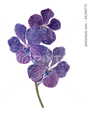 Vanda watercolor illustration of Vanda - Stock Illustration [88240775 ...