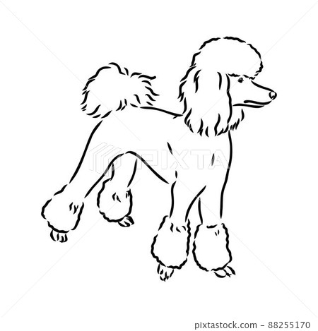 Sketch of poodle. Dog breed. Black outline on... - Stock Illustration ...