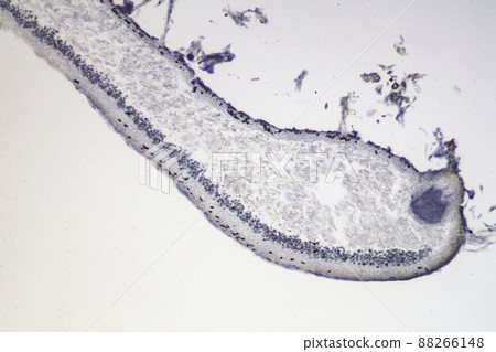 Lichens Microscope Lichens Micrographs G