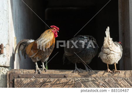 Farmyard rooster and hens perched on a gate in... - Stock Photo ...