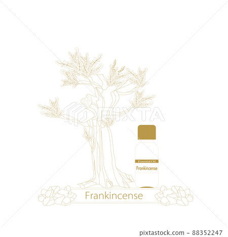 Frankincense line drawing, essential oil... - Stock Illustration ...