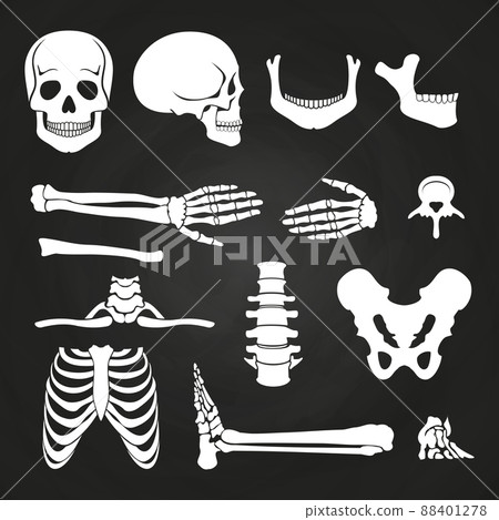 Human bones collection on chalkboard - Stock Illustration [88401278 ...