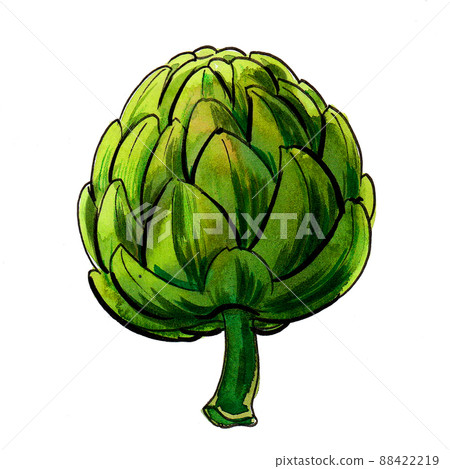Green artichoke vegetable. Ink and watercolour... - Stock Illustration ...