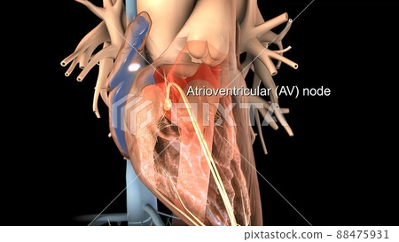 Atrioventricular Node
