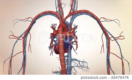 Human Male Blood Circulation System - Stock Illustration [88476476] - PIXTA