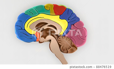 Brain lobes in different colors isolated on white - Stock Illustration ...