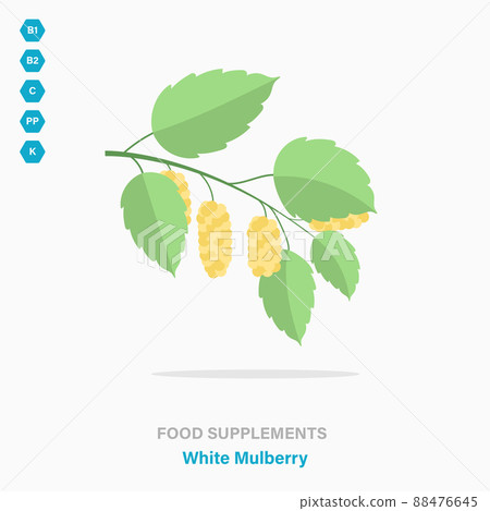 White mulberry supplements. Flat vector... - Stock Illustration ...
