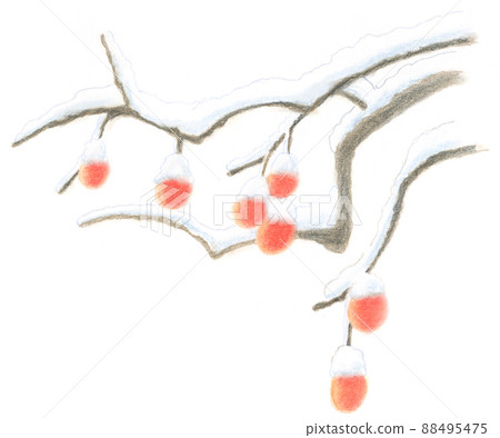 Pastel: Persimmon - Stock Illustration [88495475] - PIXTA