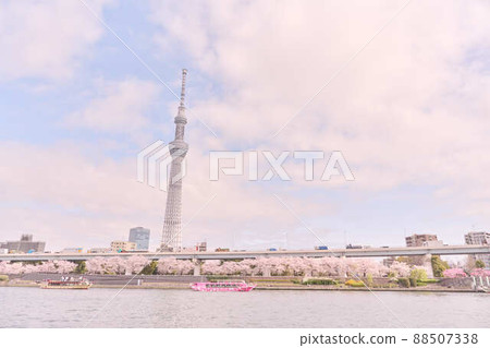 Spring cherry blossoms in Sumida Park - Stock Photo [88507338] - PIXTA