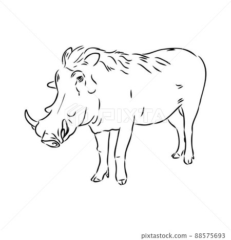 Black and white vector line drawing of a Warthog - Stock Illustration ...