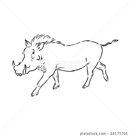 Black and white vector line drawing of a Warthog - Stock Illustration ...
