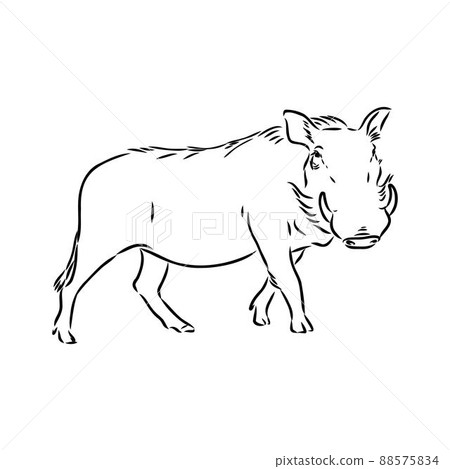 Black and white vector line drawing of a Warthog - Stock Illustration ...