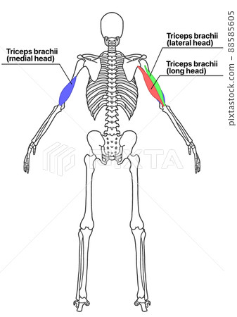 Human whole body skeleton and triceps brachii... - Stock Illustration ...
