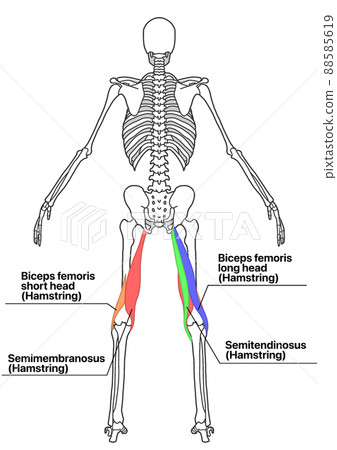 Human whole body skeleton and hamstring... - Stock Illustration ...