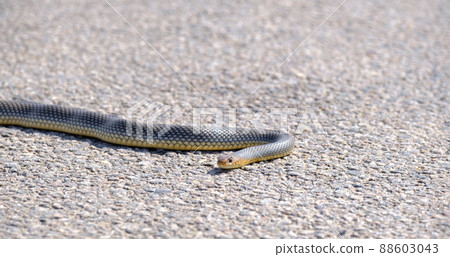 Crawling Animals Snake