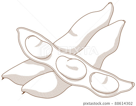 Fava beans - Stock Illustration [88614302] - PIXTA