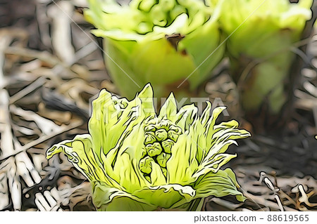 Pastel-like "Fukinoto" Yamanogusa ""... - Stock Illustration [88619565 ...