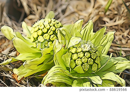 Pastel-like "Fukinoto" Yamanogusa ""... - Stock Illustration [88619566 ...