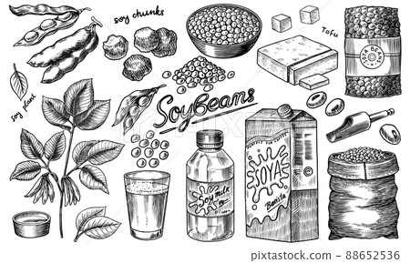 Soya beans. Milk and tofu. Soybean sketch. Pod... - Stock Illustration ...