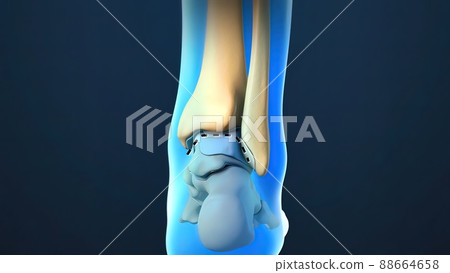 Ankle Joint Anatomy and articular cartilage 3d... - Stock Illustration ...