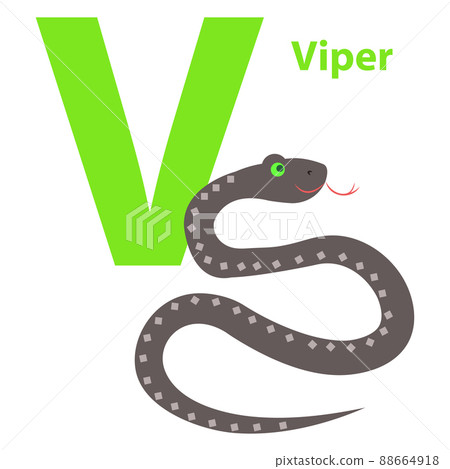 Capital Letter V Viper on Alphabet Poster Flat-插圖素材 [88664918] - PIXTA圖庫