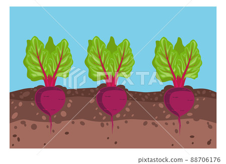 Vegetables growing in the ground. Beets in bed... - Stock Illustration ...