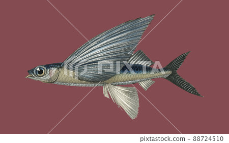 Stropical two wing flying fish (Exocoetus... - Stock Illustration ...