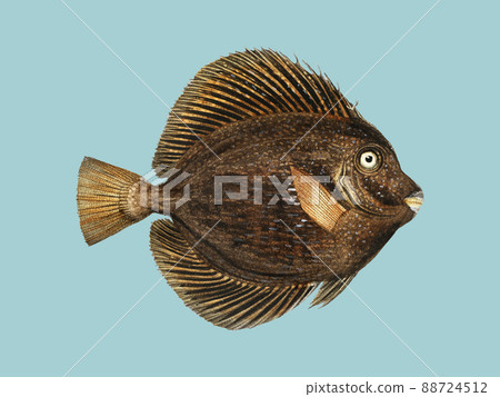 Spotted Tang (Acanthurus Gemmatus) illustrated... - Stock Illustration ...
