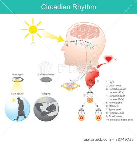 Circadian Rhythm. Diagram human body physical,... - Stock Illustration ...