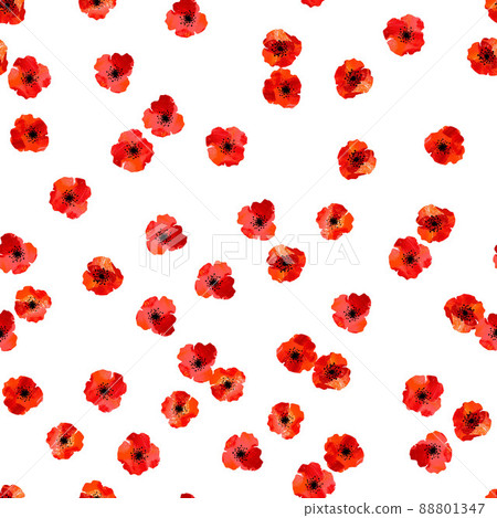 Seamless pattern of opium (Papaver rhoeas).... - Stock Illustration ...