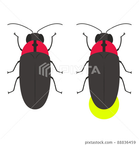 Illustration of Genji firefly - Stock Illustration [88836459] - PIXTA